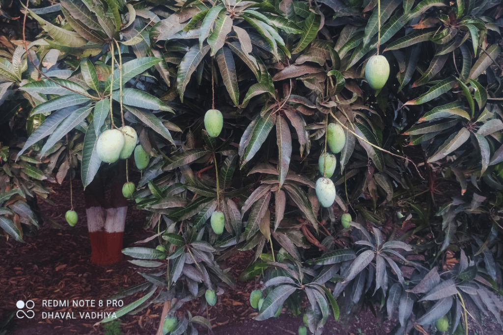 Buy Fresh Kesar Mango Online | Talala (Gir)