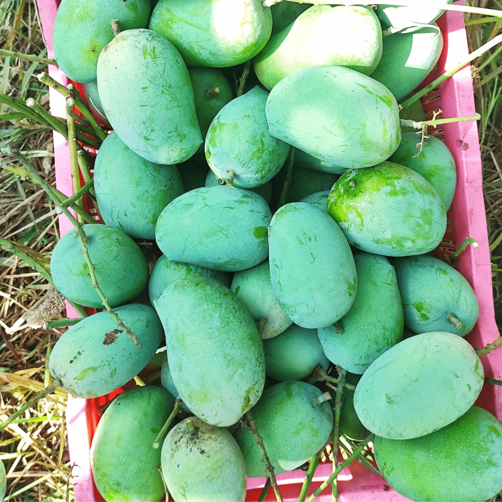 Buy Fresh Kesar Mango Online | Talala (Gir)