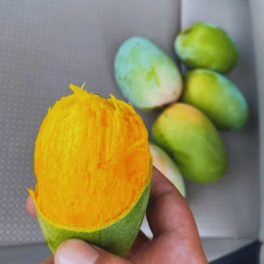 Buy Fresh Kesar Mango Online | Talala (Gir)