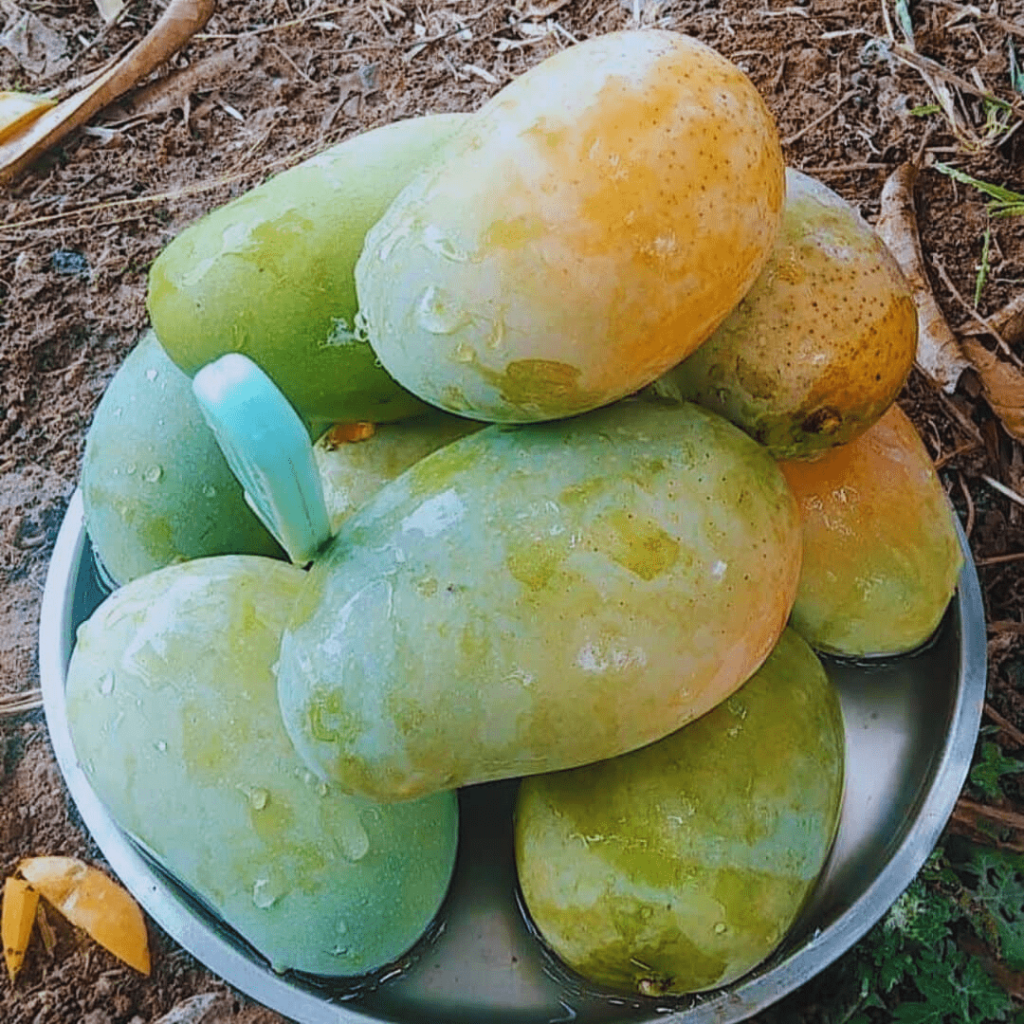 Buy Fresh Kesar Mango Online | Talala (Gir)