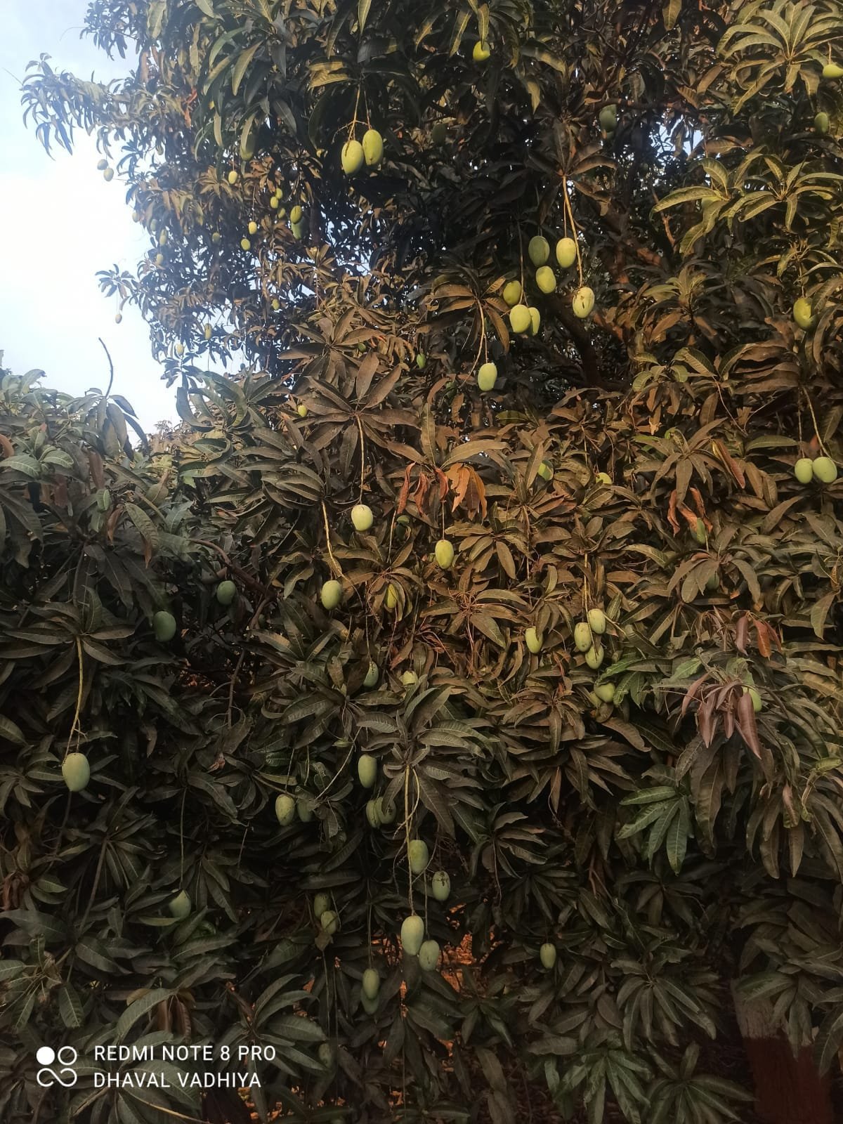 Buy Fresh Kesar Mango Online | Talala (Gir)