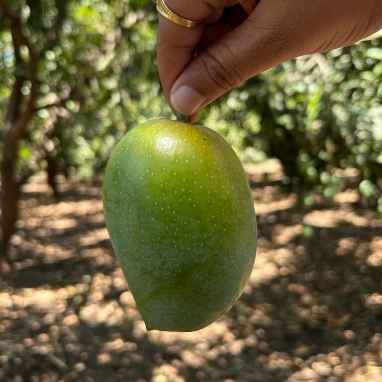Buy Fresh Kesar Mango Online | Talala (Gir)