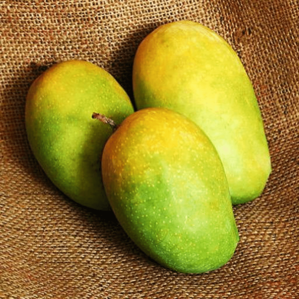 Buy Fresh Kesar Mango Online | Talala (Gir)