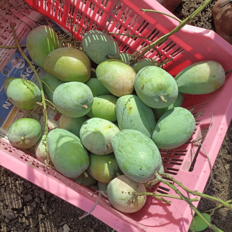 Buy Fresh Kesar Mango Online | Talala (Gir)