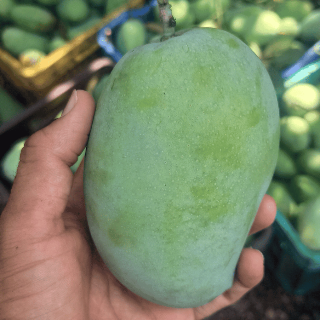 Buy Fresh Kesar Mango Online | Talala (Gir)
