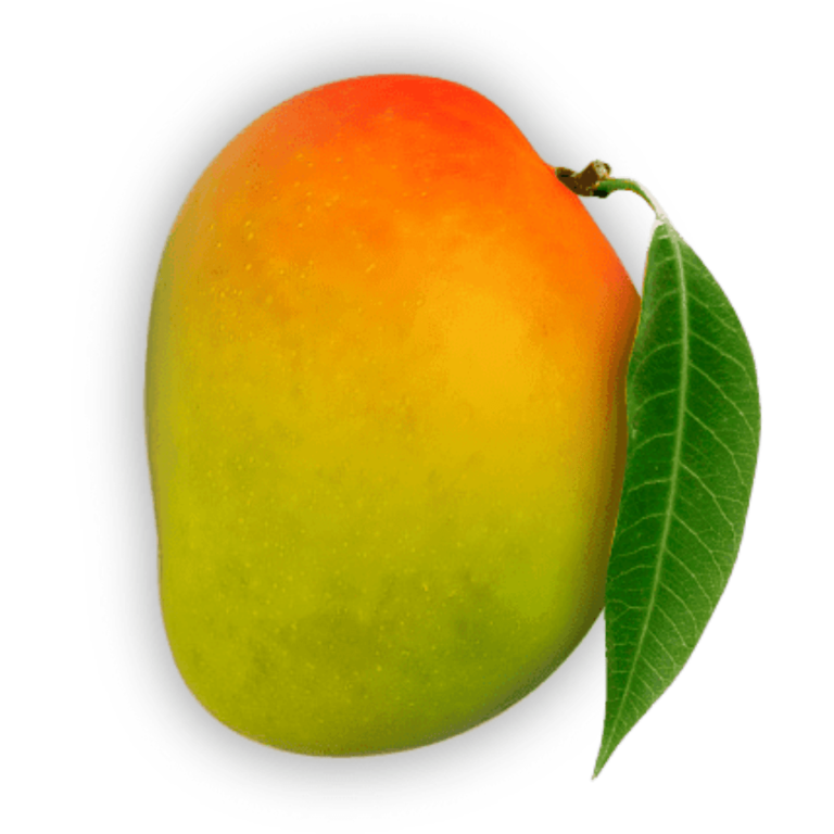 Talala Gir Mango | Real Test of Kesar Mango