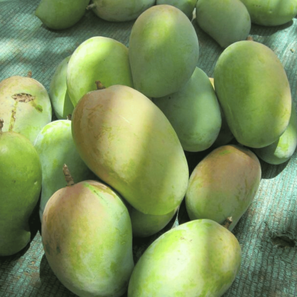 Buy Fresh Kesar Mango Online | Talala (Gir)