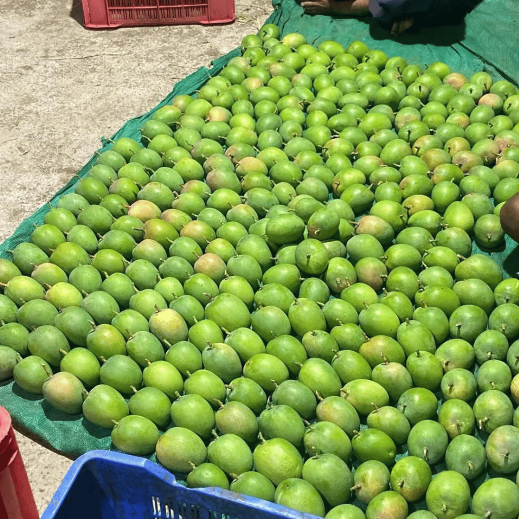 Buy Ratnagiri Alphonso Mangoes Online | 1 Dozen
