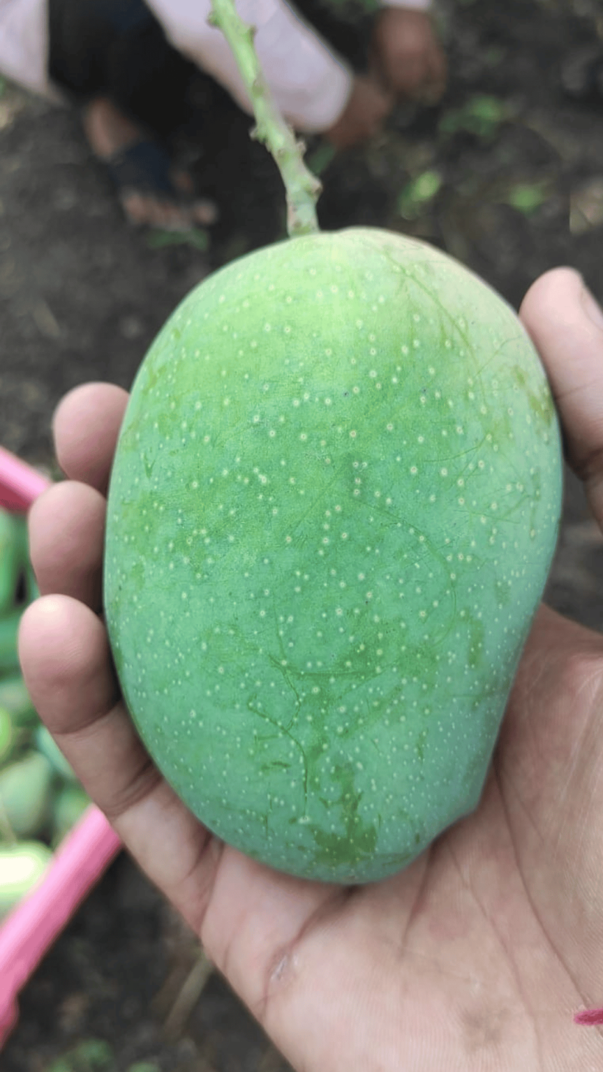 Fresh Mango Exporters From India