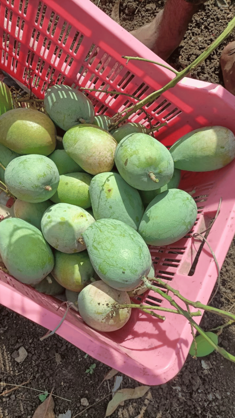 Fresh Mango Exporters From India