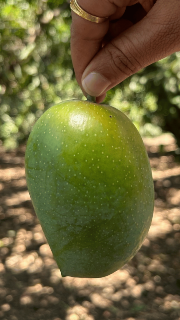 Fresh Mango Exporters From India